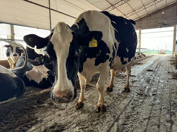 Conheça a ‘vaca tokenizada’ que virou garantia para crédito a ...